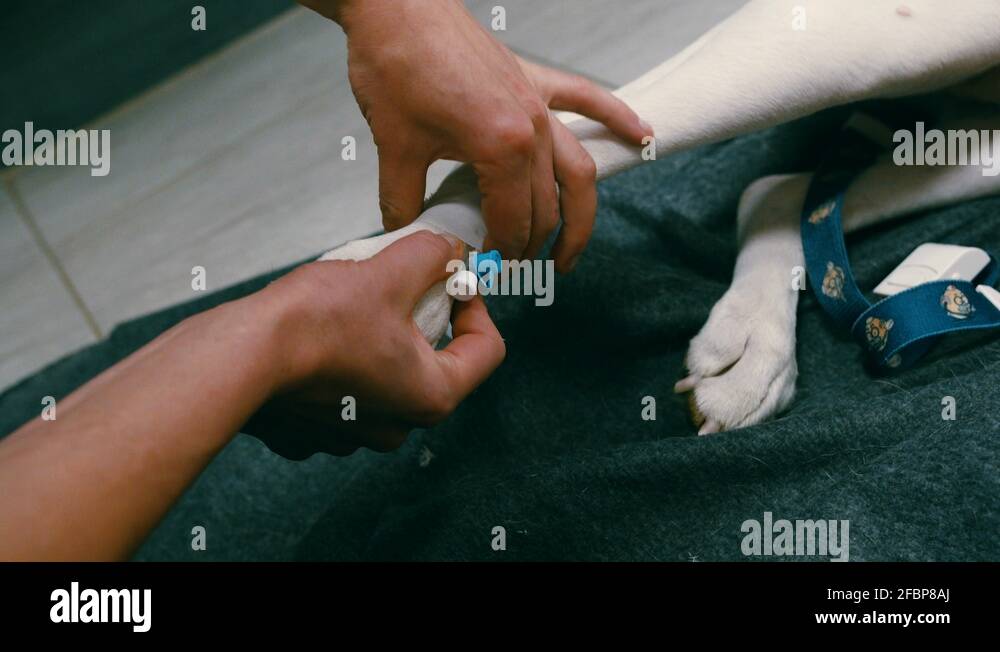 A Vet Bandages A Inserted IV Catheter To A Sick Dogs Leg During Surgery ...