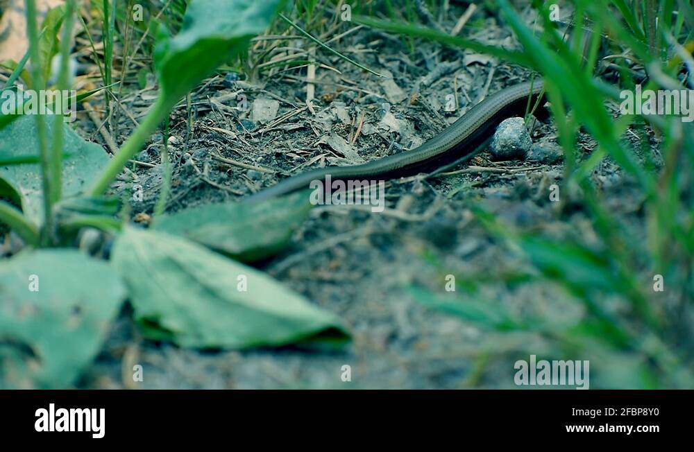 Swedish snakes Stock Videos & Footage - HD and 4K Video Clips - Alamy