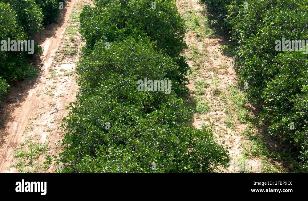 arial shot over central Florida citrus groves Stock Video Footage - Alamy