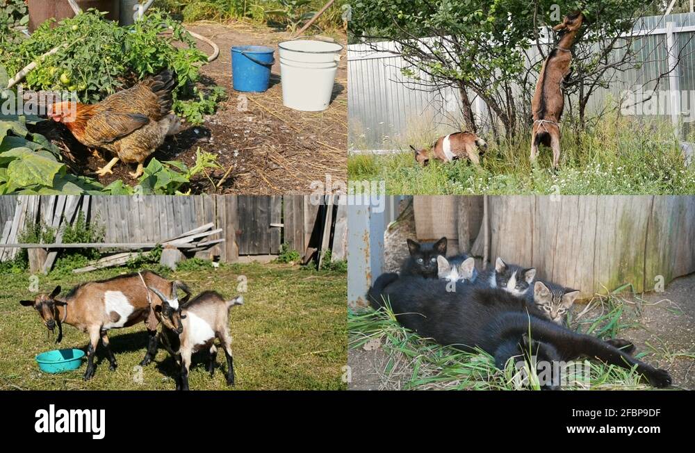 Cat and goat Stock Videos & Footage - HD and 4K Video Clips - Alamy