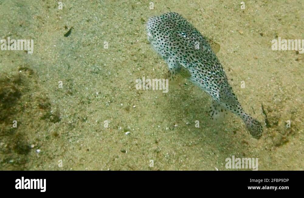 Spotted porcupine fish Stock Videos & Footage - HD and 4K Video Clips ...