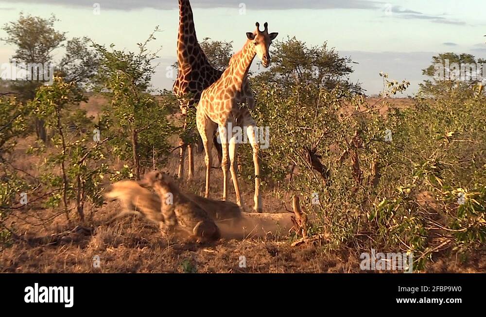 Wildlife interaction Stock Videos & Footage - HD and 4K Video Clips - Alamy