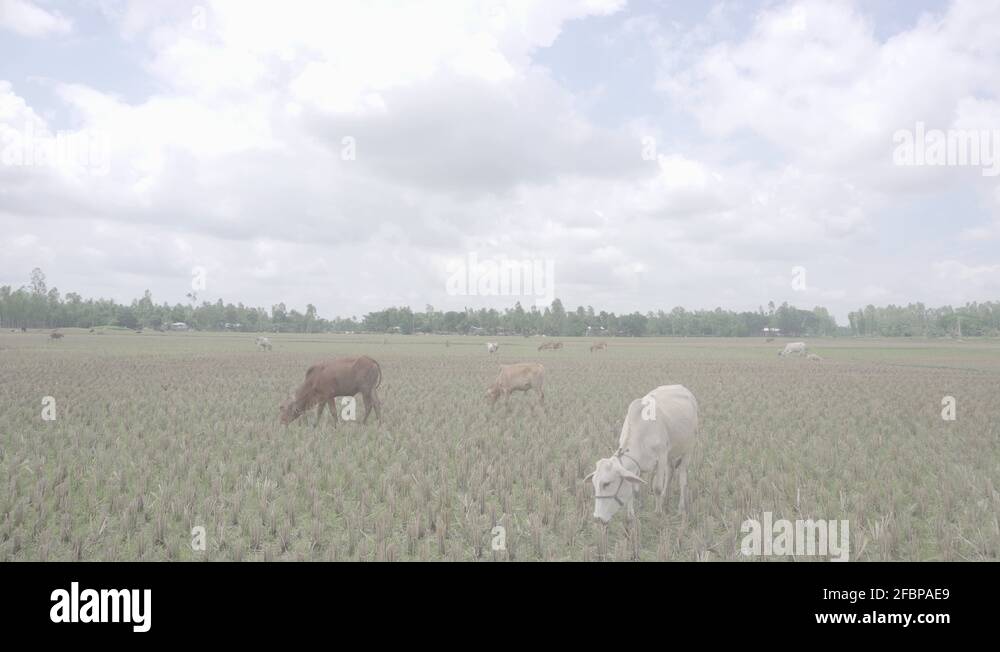Cow eating roots of paddy field after the crops has been cut down Stock ...