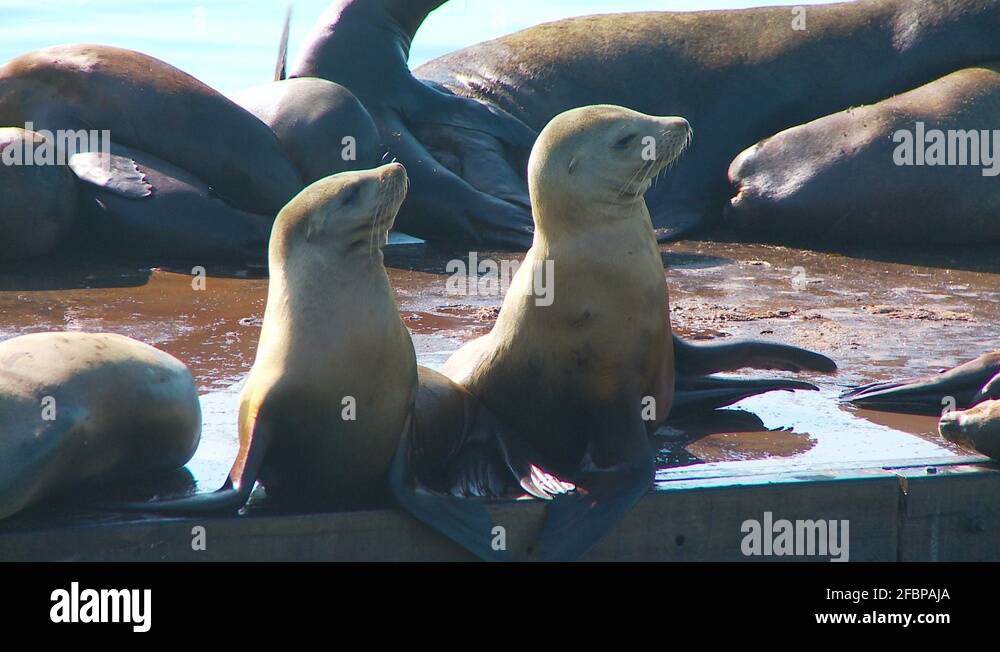 Arching His Back Stock Videos And Footage Hd And 4k Video Clips Alamy