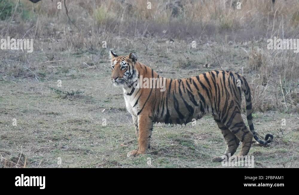 White bengal tiger standing Stock Videos & Footage - HD and 4K Video ...