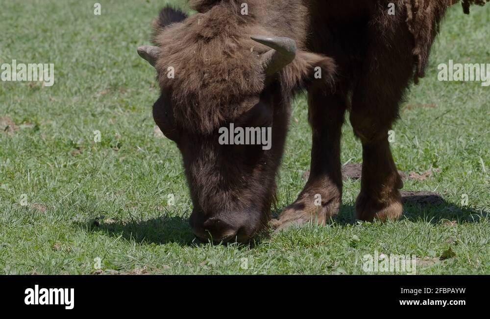 Bison gras Stock Videos & Footage - HD and 4K Video Clips - Alamy