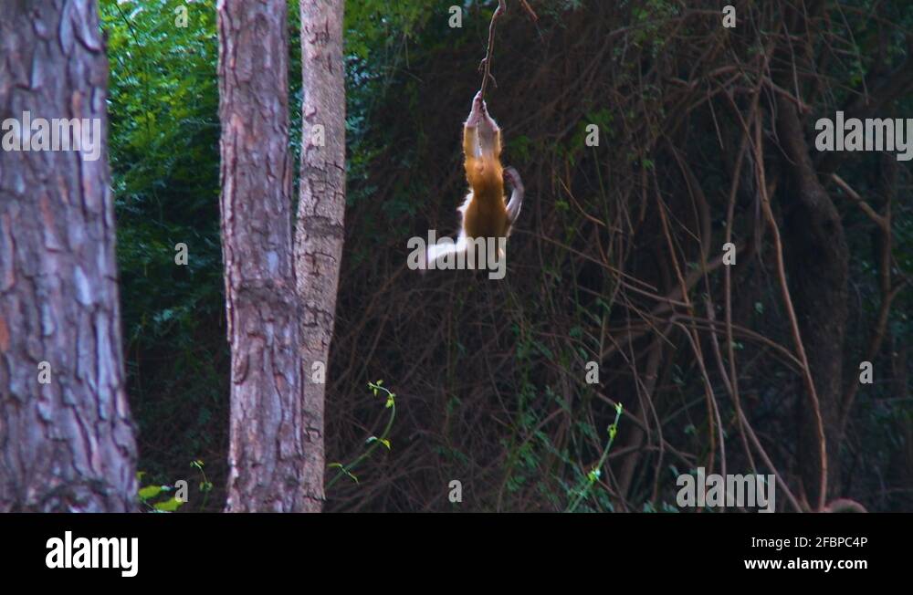Monkey swinging tree rainforest Stock Videos & Footage - HD and 4K ...