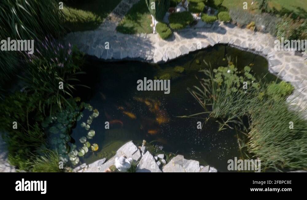 Grass goldfish Stock Videos & Footage - HD and 4K Video Clips - Alamy