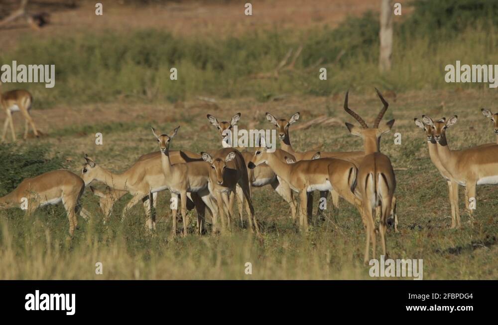 Buck and group of does Stock Videos & Footage - HD and 4K Video Clips ...