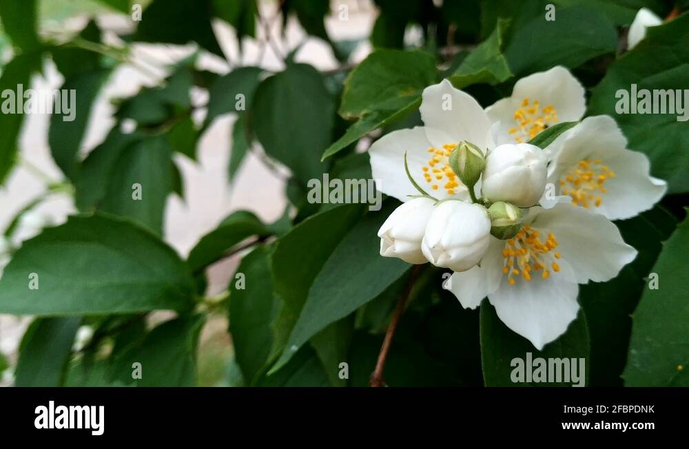 Philadelphus mock orange Stock Videos & Footage - HD and 4K Video Clips ...