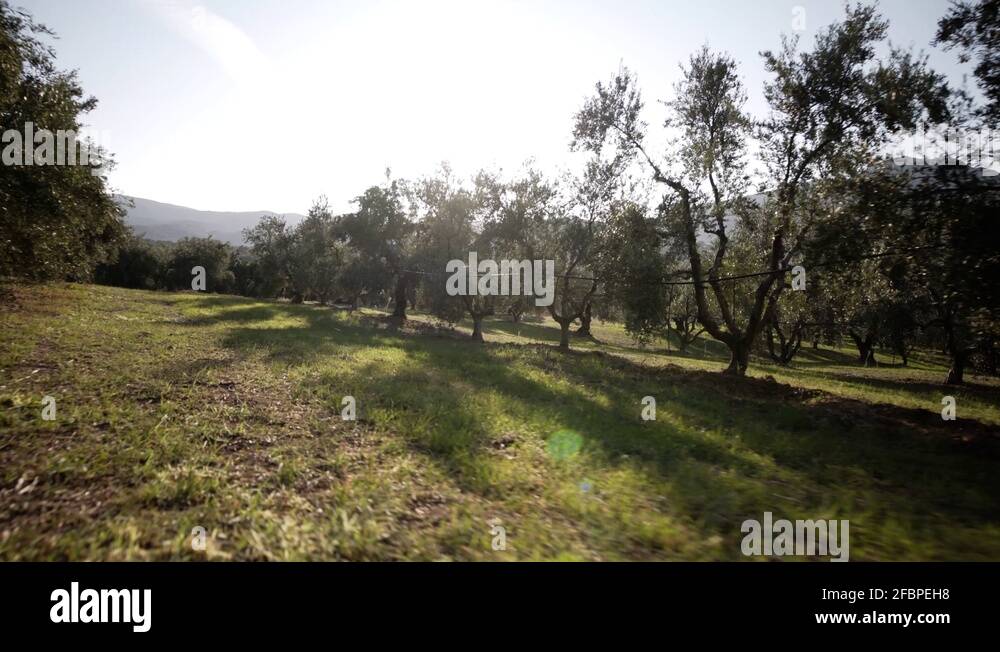 Olive trees in a plantation Stock Videos & Footage - HD and 4K Video ...
