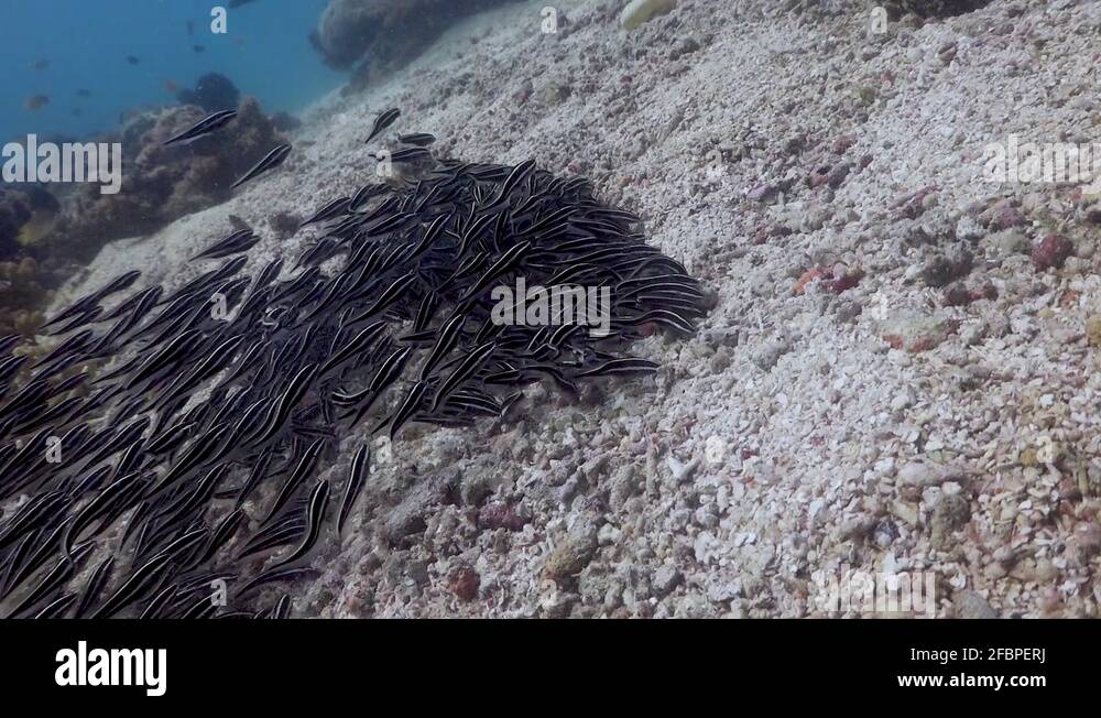 Group of fish at the Philippines Filmed with Sony AX700 in 100FPS in ...