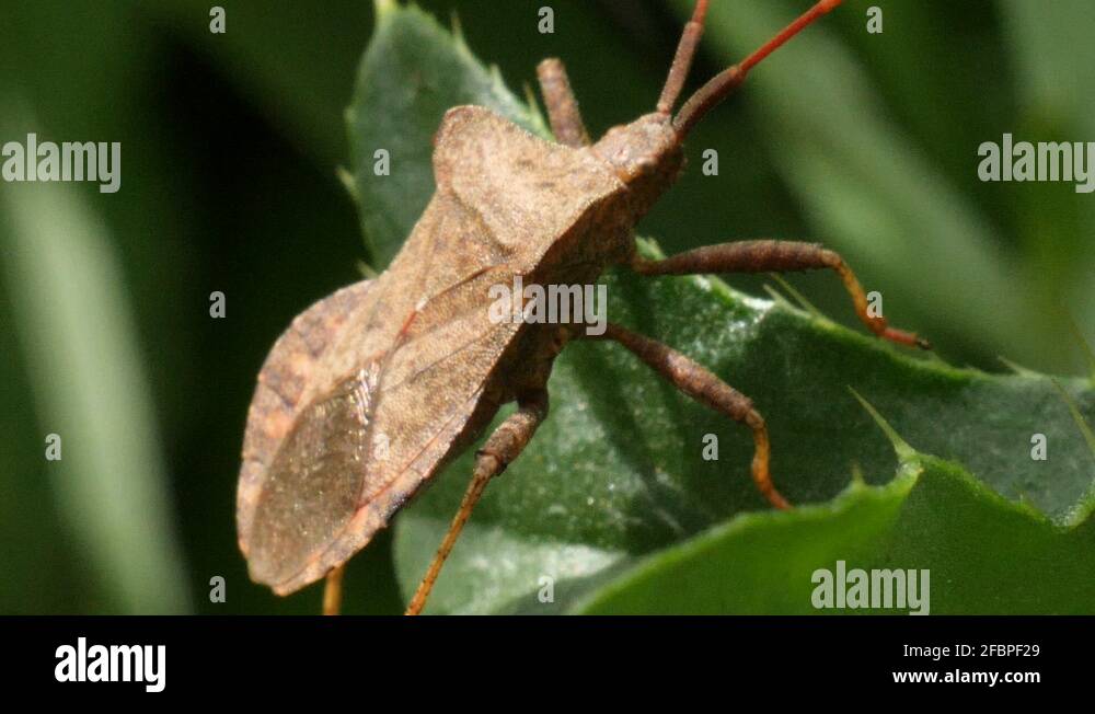 Brown marmorated stink bugs Stock Videos & Footage - HD and 4K Video ...