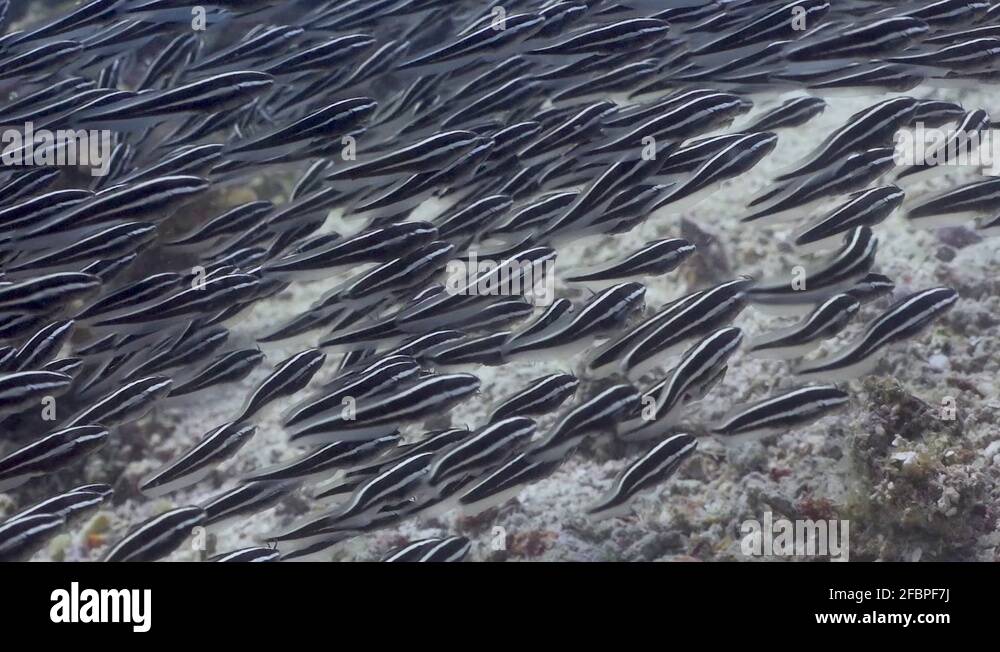 Group of fish at the Philippines Filmed with Sony AX700 in 100FPS in ...