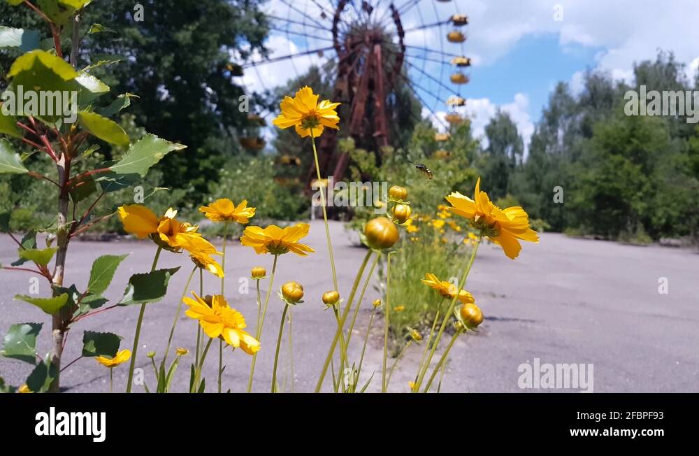 Chernobyl flowers Stock Videos & Footage - HD and 4K Video Clips - Alamy