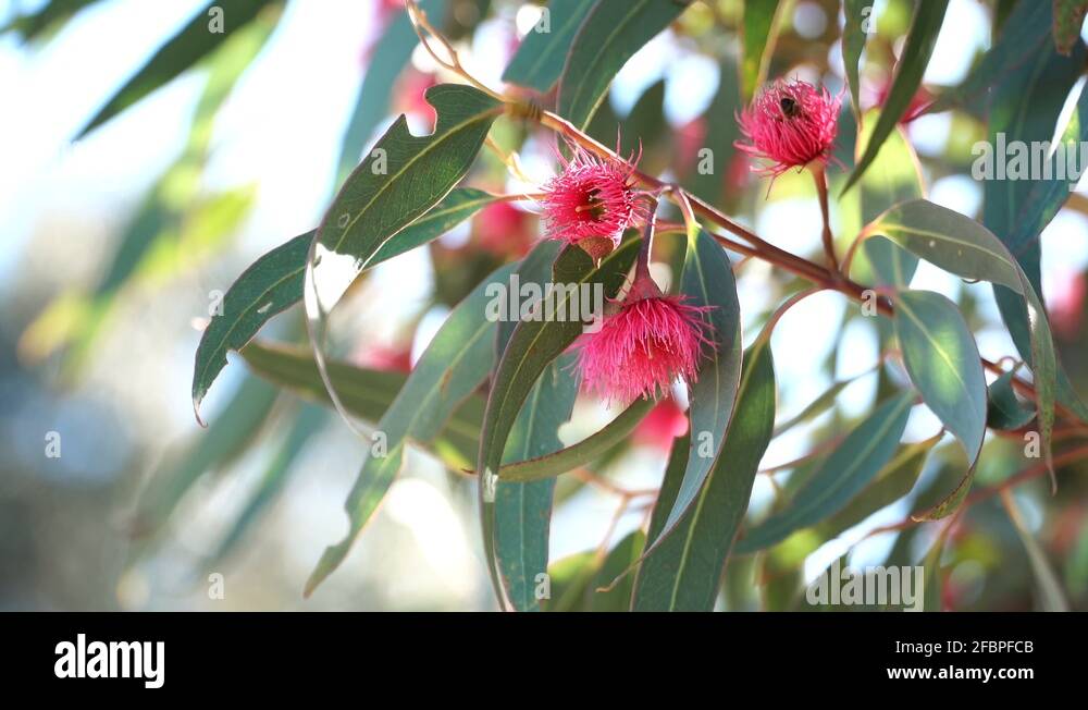 Red eucalyptus Stock Videos & Footage - HD and 4K Video Clips - Alamy