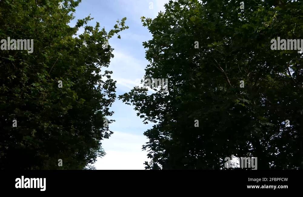 Pair of trees Stock Videos & Footage - HD and 4K Video Clips - Alamy