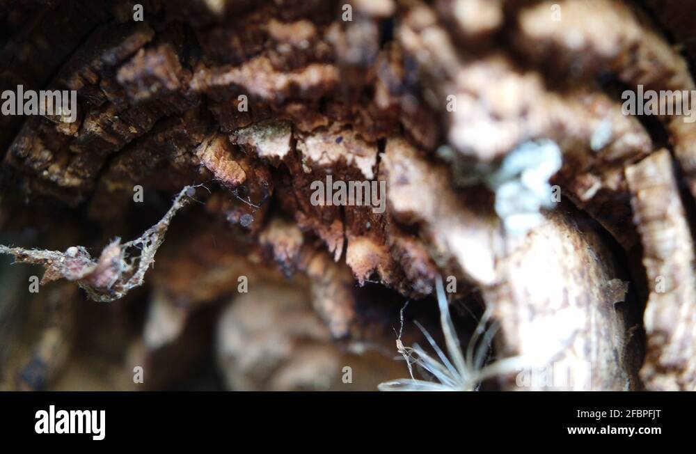 Seamless tree bark wood texture Stock Videos & Footage - HD and 4K ...