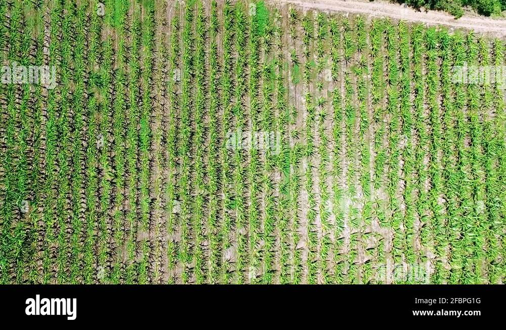 Banana and Plantain field at Salinas Puerto Rico before hurricane Maria ...