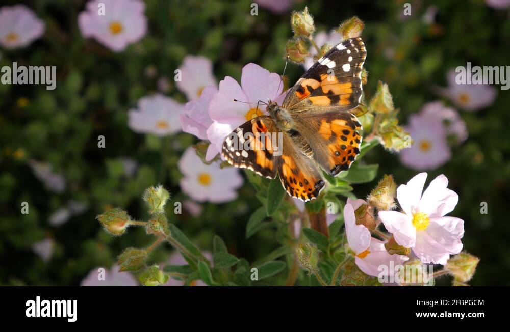 Feeding on nectar with its proboscis Stock Videos & Footage - HD and 4K ...