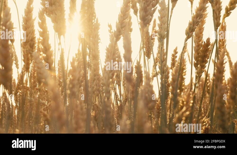 Malt production Stock Videos & Footage - HD and 4K Video Clips - Alamy