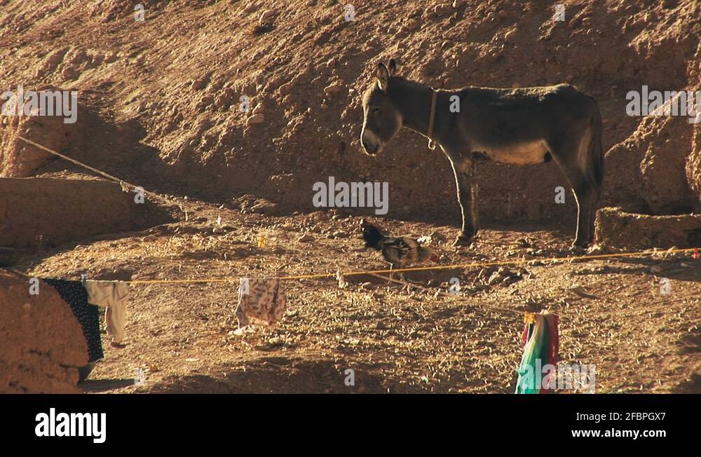 Donkey and chicken Stock Videos & Footage - HD and 4K Video Clips - Alamy