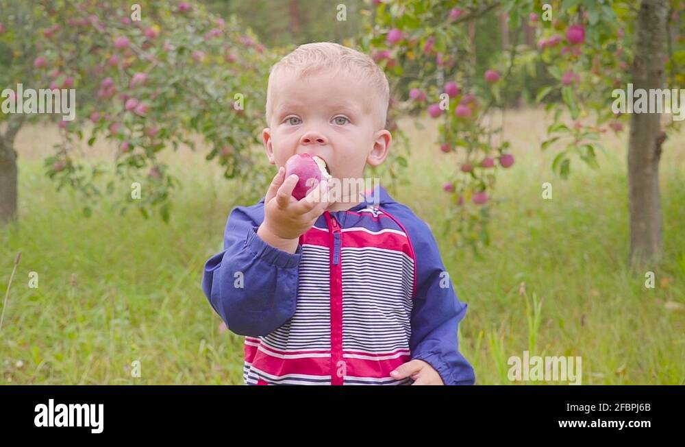Adorable little preschool kid boy eating red apple on organic farm ...
