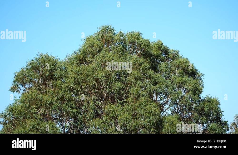Eucalyptus blue gum tree Stock Videos & Footage - HD and 4K Video Clips ...