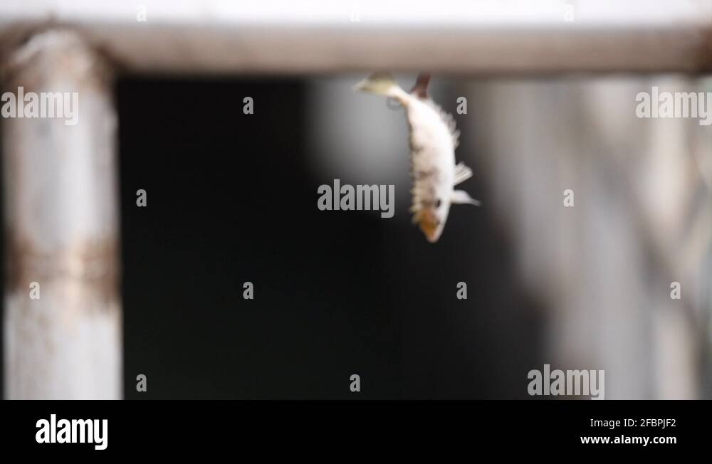 Captured Fish Wiggles to Escape Hook Stock Video Footage - Alamy