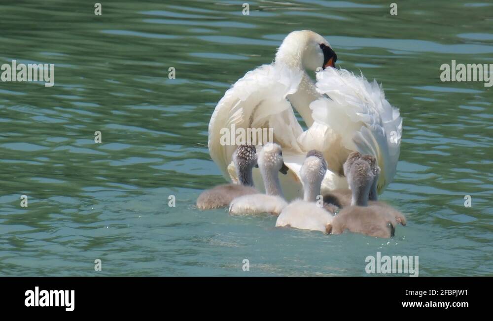 A mother swan Stock Videos & Footage - HD and 4K Video Clips - Alamy