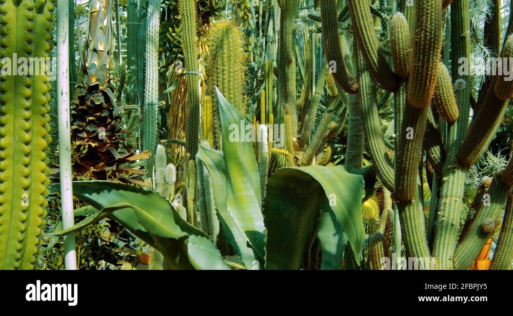 Greenhouse cacti Stock Videos & Footage - HD and 4K Video Clips - Alamy