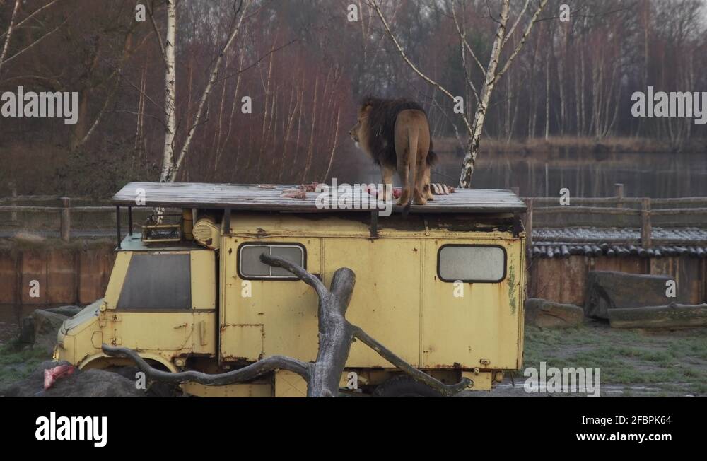 Lion bus Stock Videos & Footage - HD and 4K Video Clips - Alamy