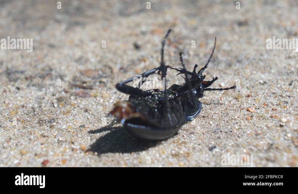 Upside down beetle Stock Videos & Footage - HD and 4K Video Clips - Alamy