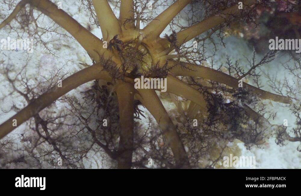 Magnum Sea Cucumber feeding at the Philippines Filmed with Sony AX700 ...