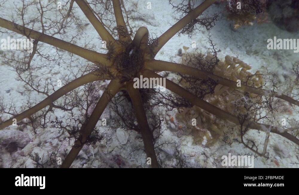 Magnum Sea Cucumber feeding at the Philippines Filmed with Sony AX700 ...