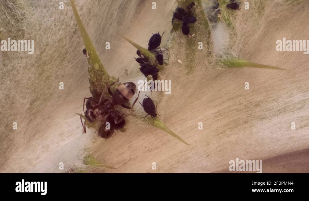 Red barbed ant milking aphids on a sheet of spear thistle. Super macro ...