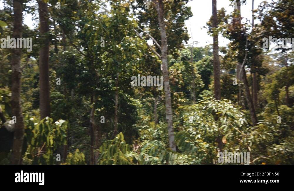 Rainforest habitats Stock Videos & Footage - HD and 4K Video Clips - Alamy