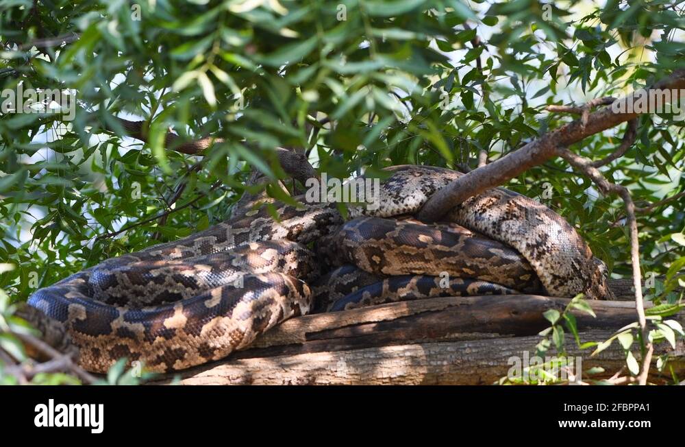 Non venomous snakes Stock Videos & Footage - HD and 4K Video Clips - Alamy