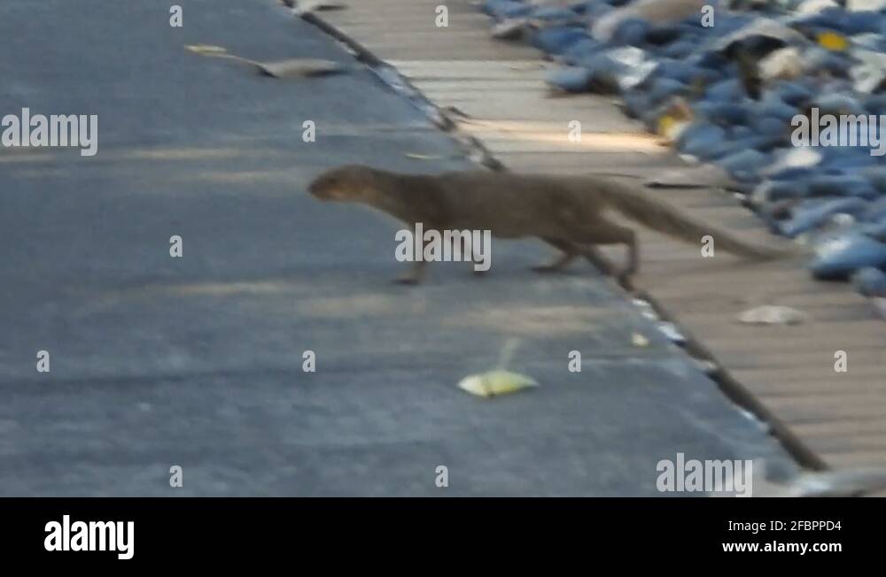 Mongoose and teeth Stock Videos & Footage - HD and 4K Video Clips - Alamy