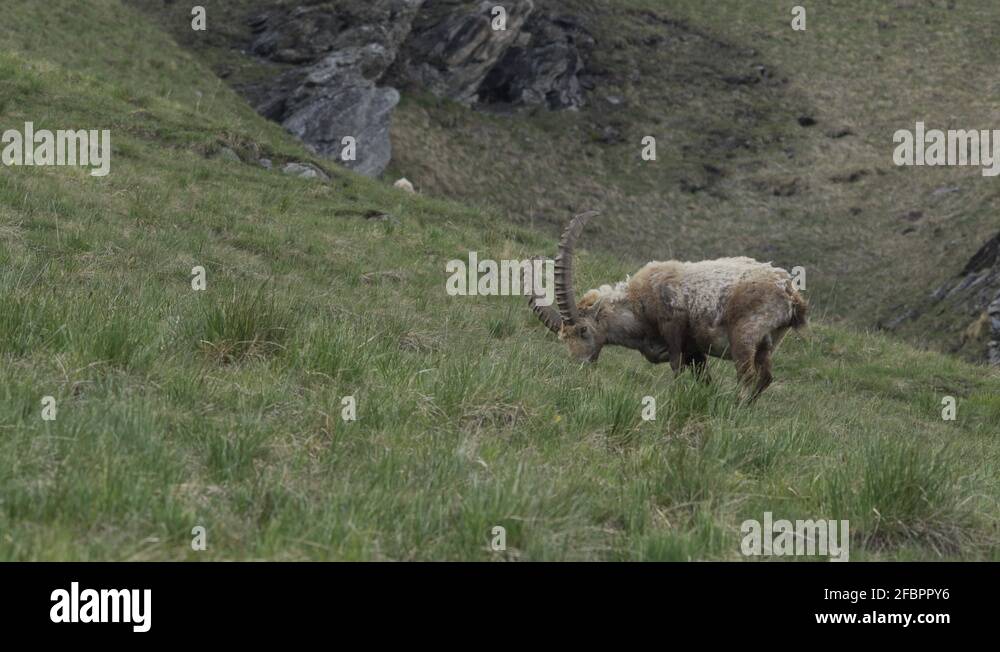 Ibex animals Stock Videos & Footage - HD and 4K Video Clips - Alamy