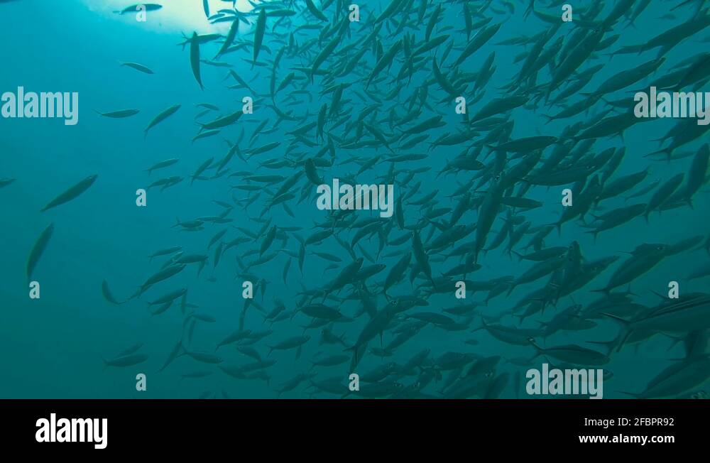 Saudi fish Stock Videos & Footage - HD and 4K Video Clips - Alamy