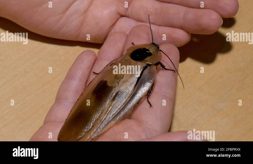 Largest cockroach Stock Videos & Footage - HD and 4K Video Clips - Alamy