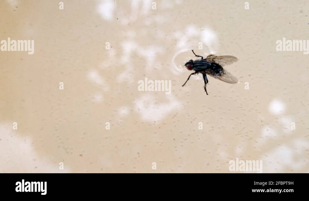 Fly floating Stock Videos & Footage - HD and 4K Video Clips - Alamy