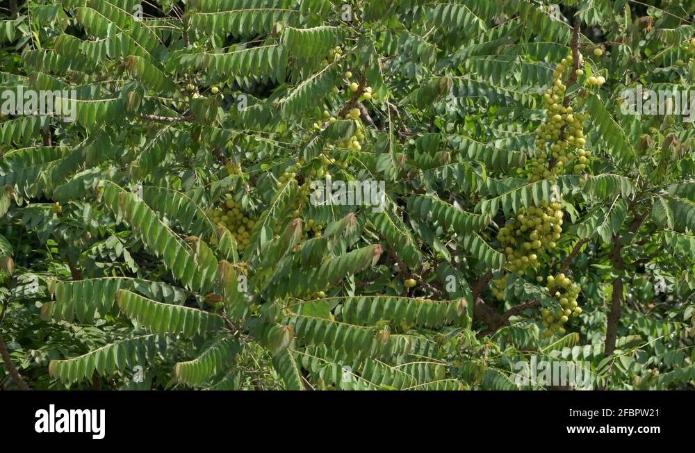 Amla tree Stock Videos & Footage - HD and 4K Video Clips - Alamy