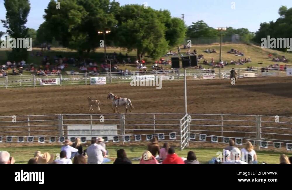 rodeo, mare and colt in arena Stock Video Footage - Alamy