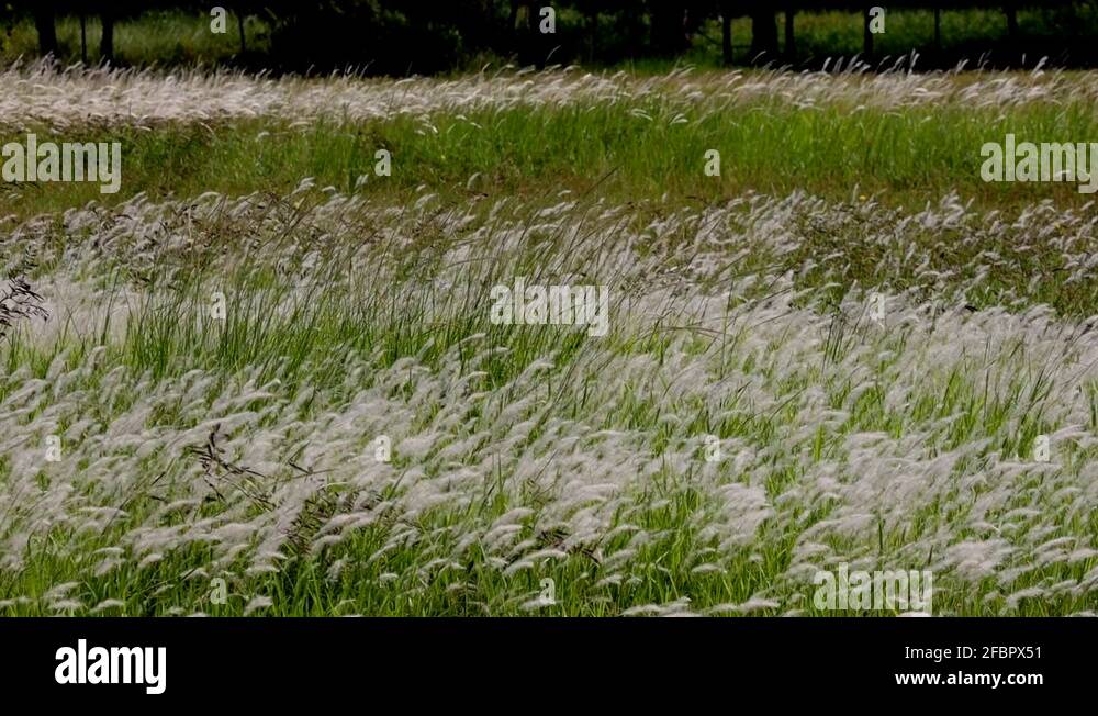 Grass flowers field Stock Videos & Footage - HD and 4K Video Clips - Alamy