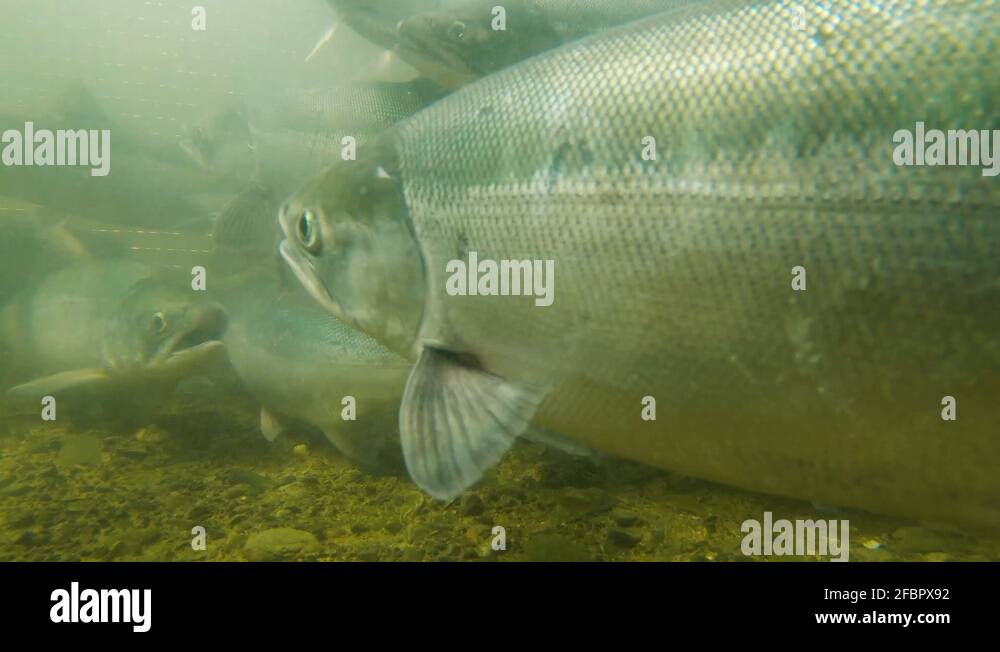 Underwater, close up; side view of Sockeye (Red) Salmon swimming ...