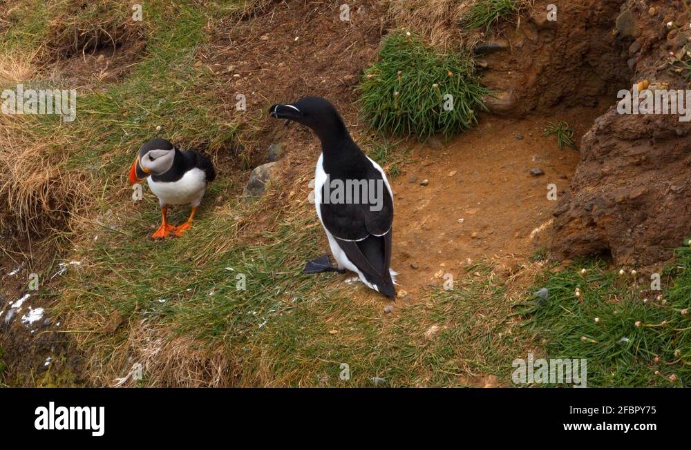 Razorbill nest Stock Videos & Footage - HD and 4K Video Clips - Alamy
