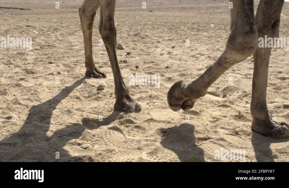 Camel feet Stock Videos & Footage - HD and 4K Video Clips - Alamy