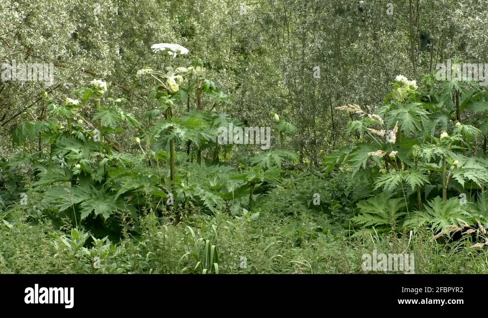Pan: Flowering giant hogweed (heracleum mantegazzianum), cartwheel ...